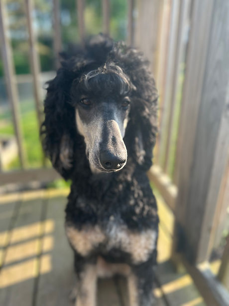 Females | Juniper Ridge Poodles & Goldendoodles