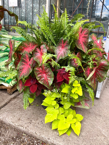 16” Caladium Planter | AllSeasonCountryFarm
