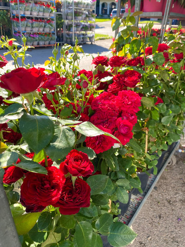 Large Red Patio Roses | AllSeasonCountryFarm