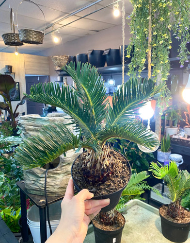 Mini Sago Palm Tree | AllSeasonCountryFarm