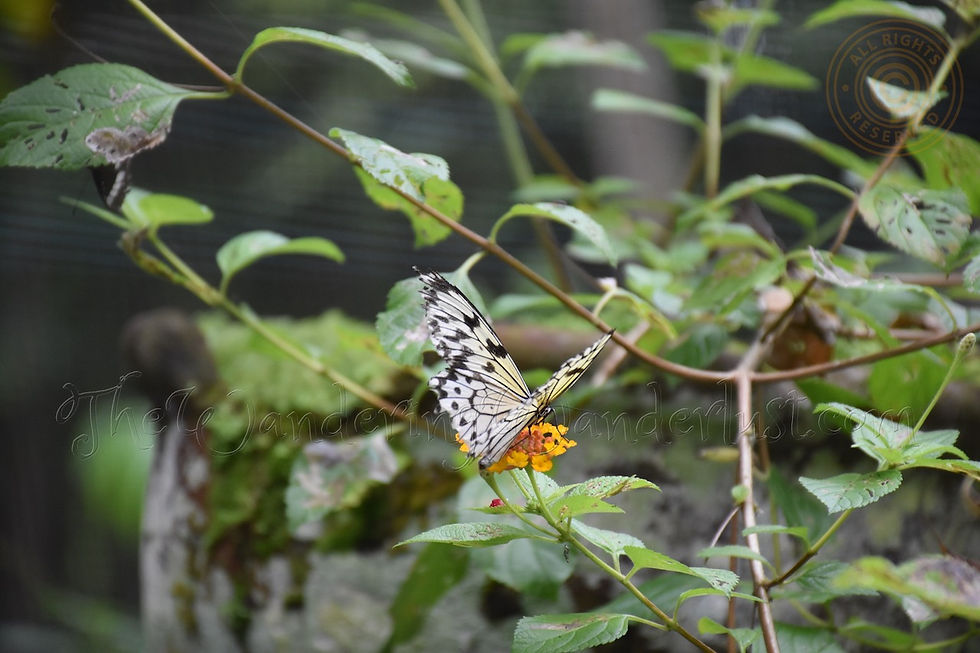 Redefining Chocolate Indulgence | The Wandering Wanderlust