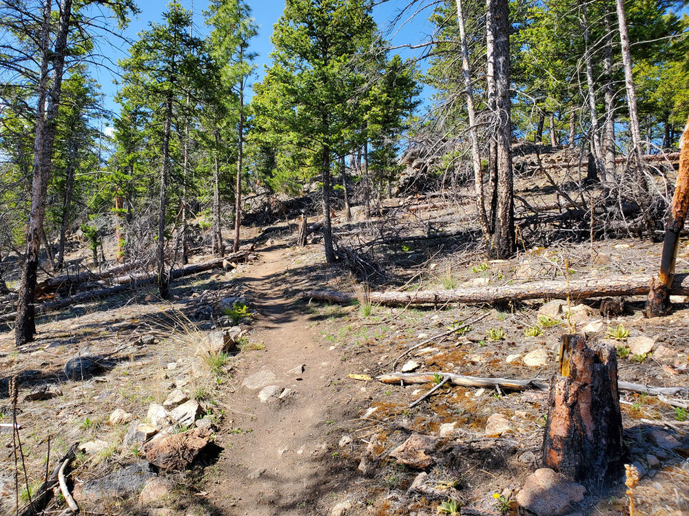 When you can't see the forest for the trees