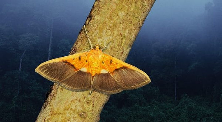 SOUTH EAST ASIAN MOTHS CRAMBIDAE (CRAMBID MOTHS, GRASS MOTHS, CRAMBID ...