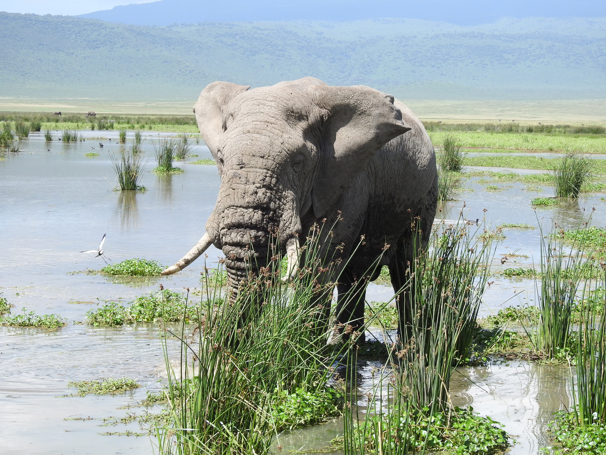 African safari | Tinker Travel Llc