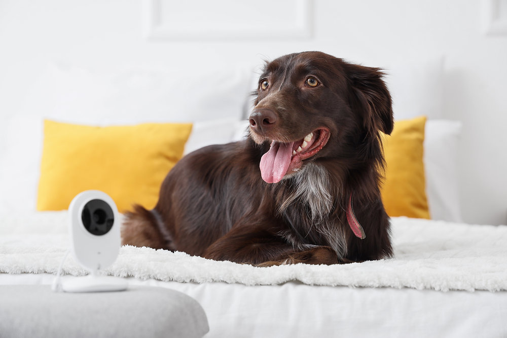 Best Pet-Friendly Smart Home Security Setups (2025 Guide)