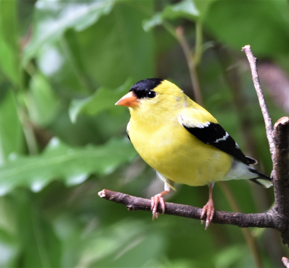 About the Franklin Bird Club | Franklin NC | Join a local Birding Club ...
