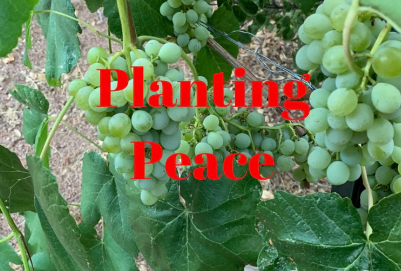 Planting Peace