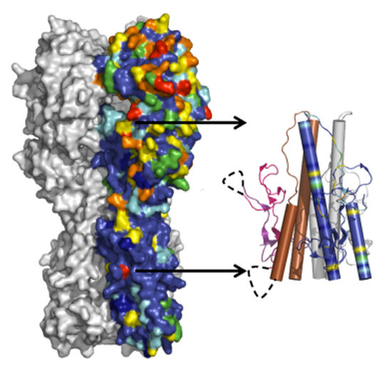 On the track of universal influenza vaccine