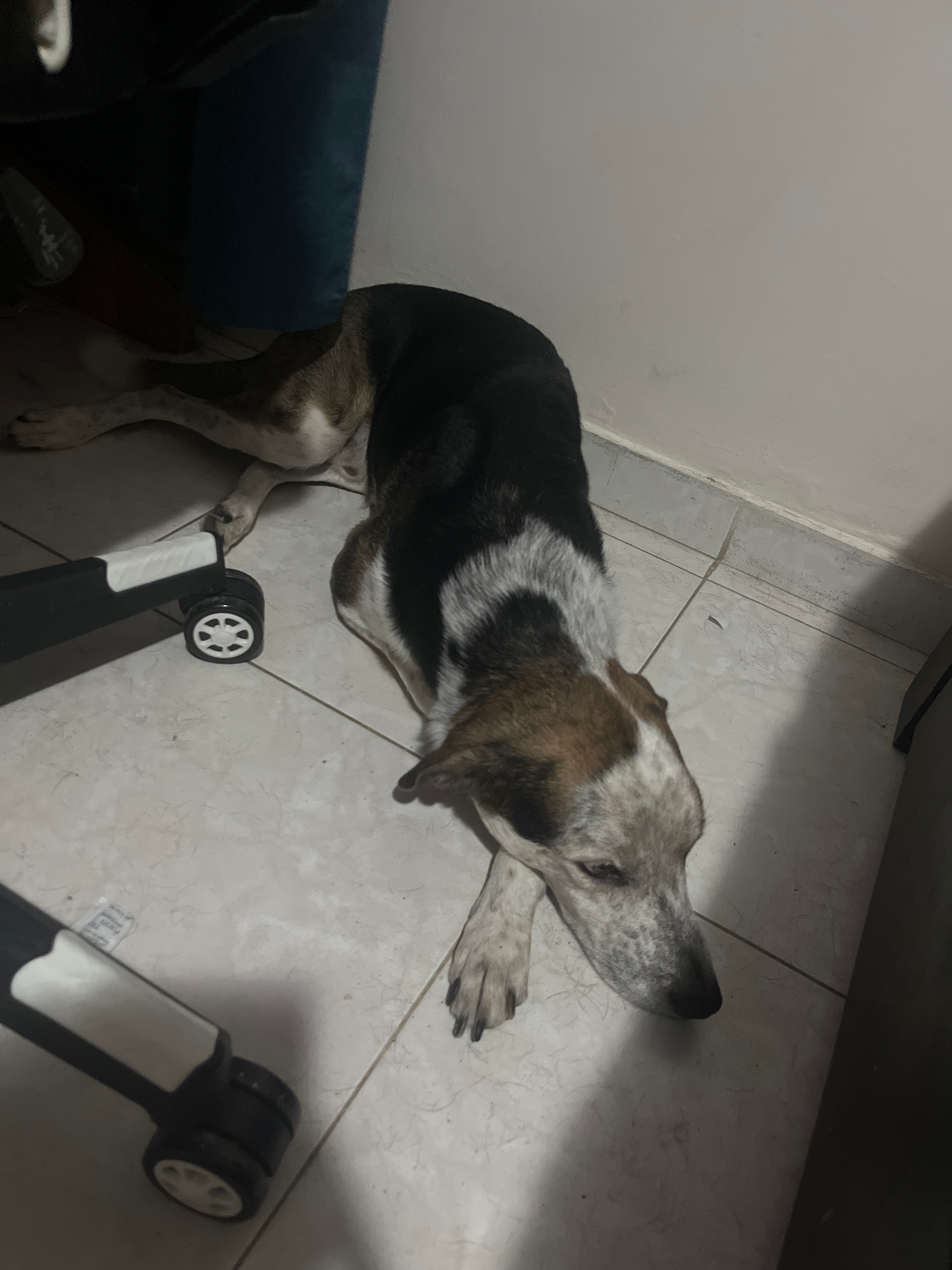 Adopta a Doki | Perro en adopción en Panamá | Adopta Hoy