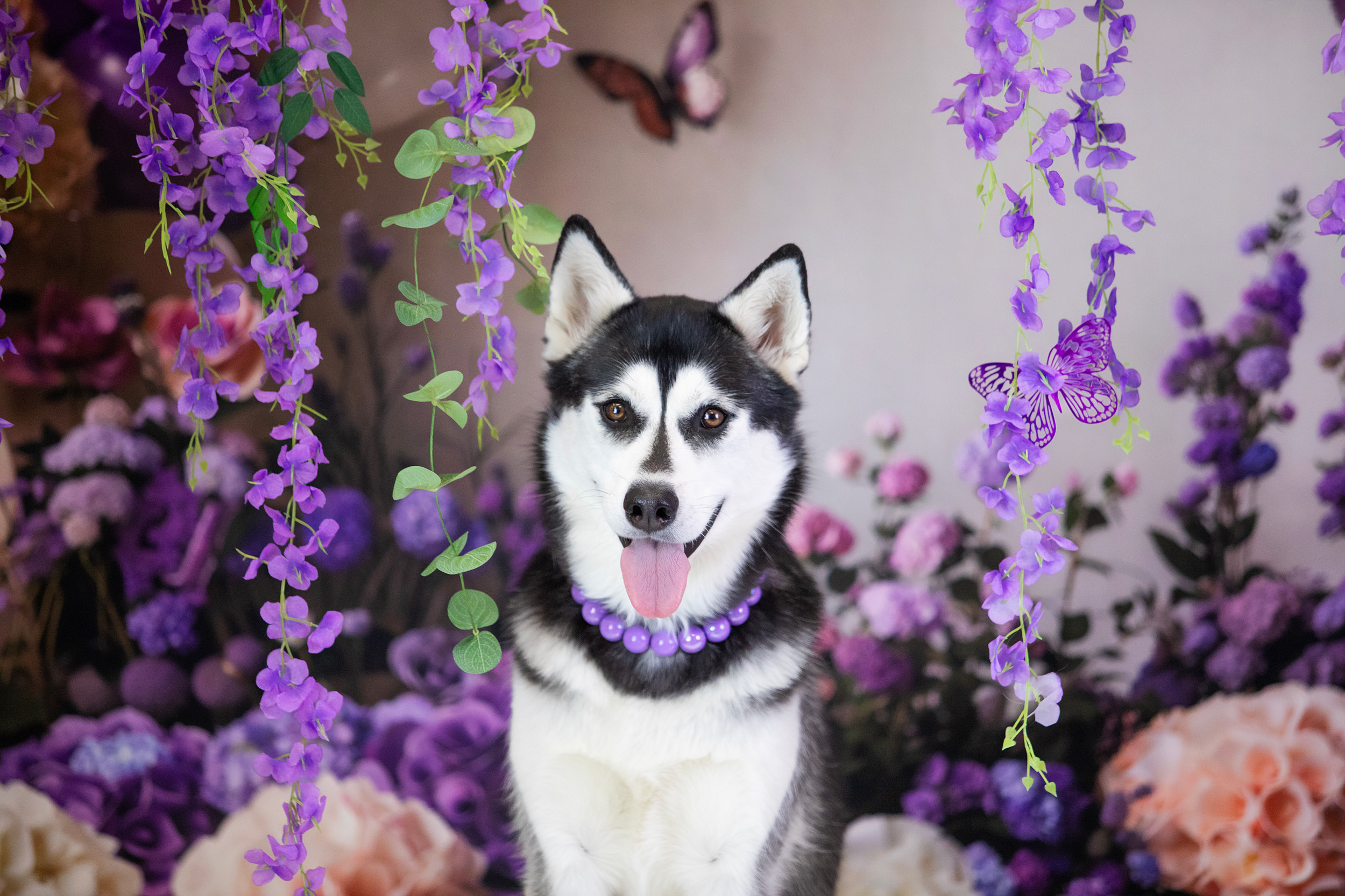 Purple Paws Project | GoodVibesDogtography