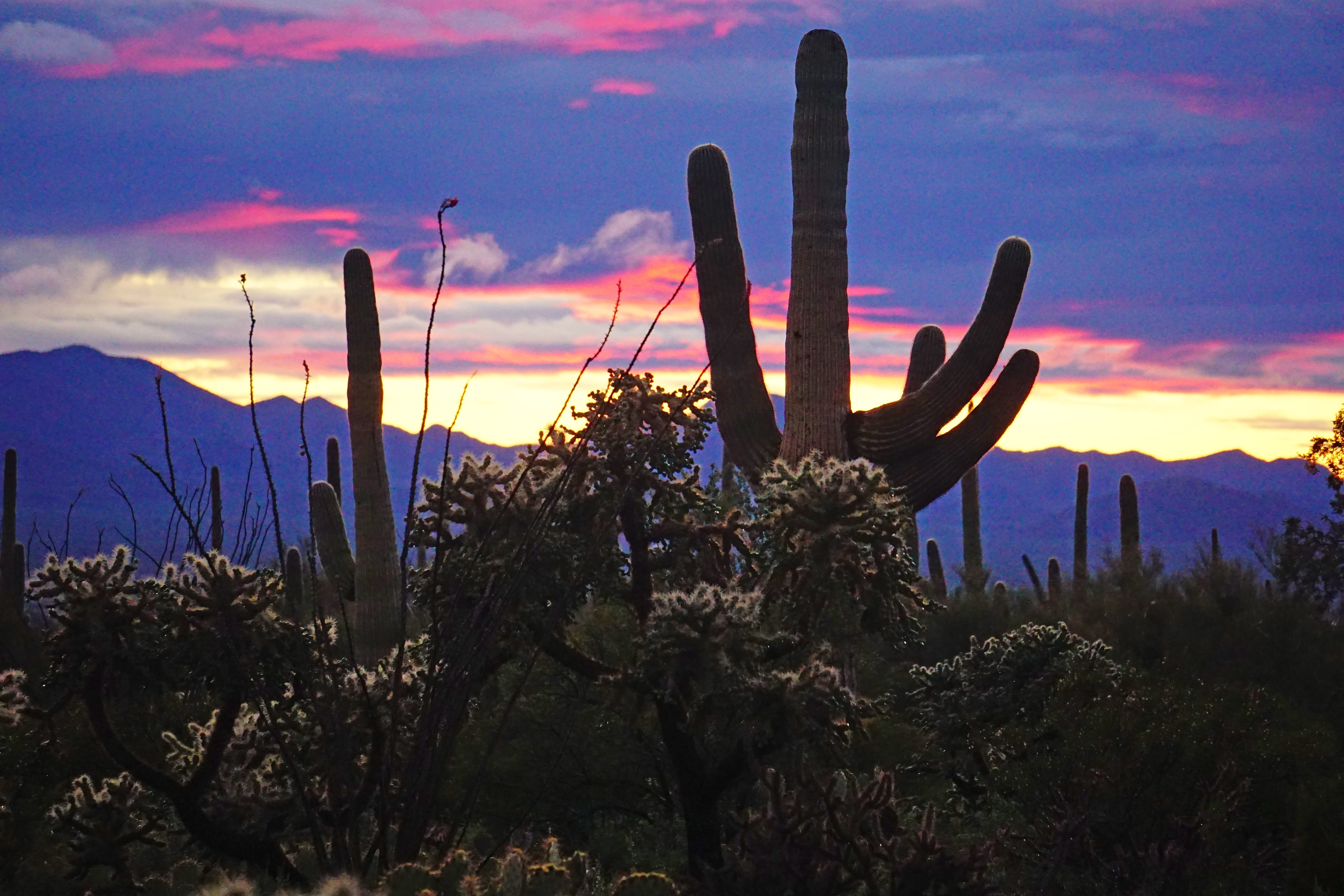 Saguaro National Park | Mysite