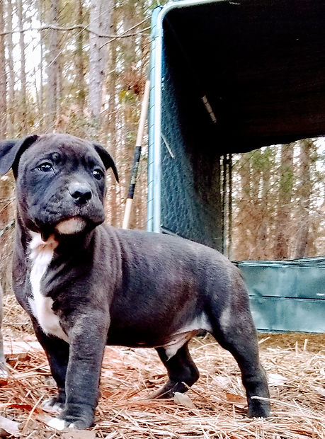 Home | Bandogge Saints Kennels