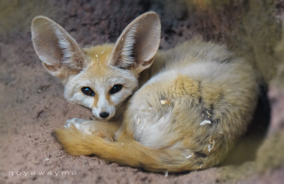 Fennec Fox | Online Trail Cards
