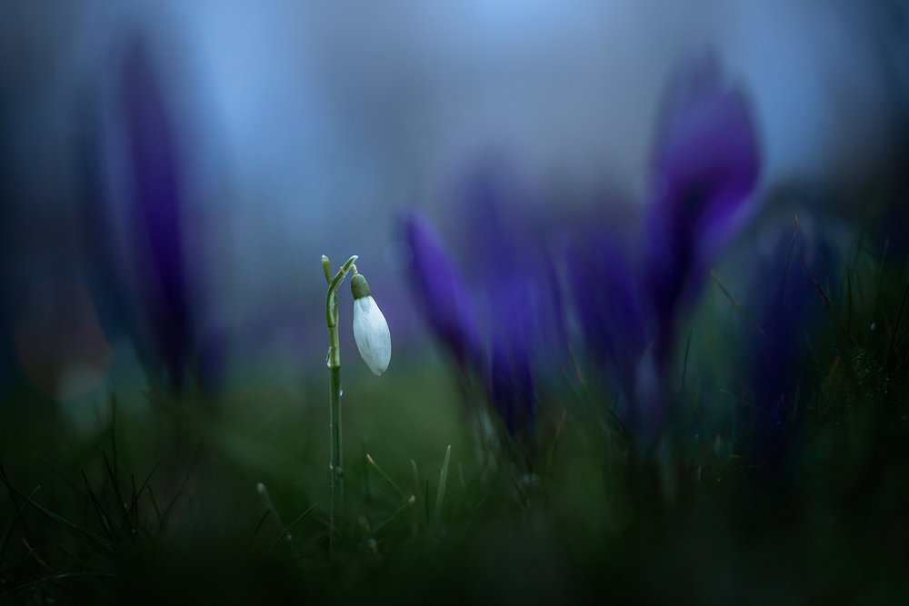 13 Tips On How To Photograph Tiny Spring Flowers!