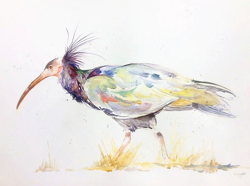 Eric - Northern Bald Ibis | website