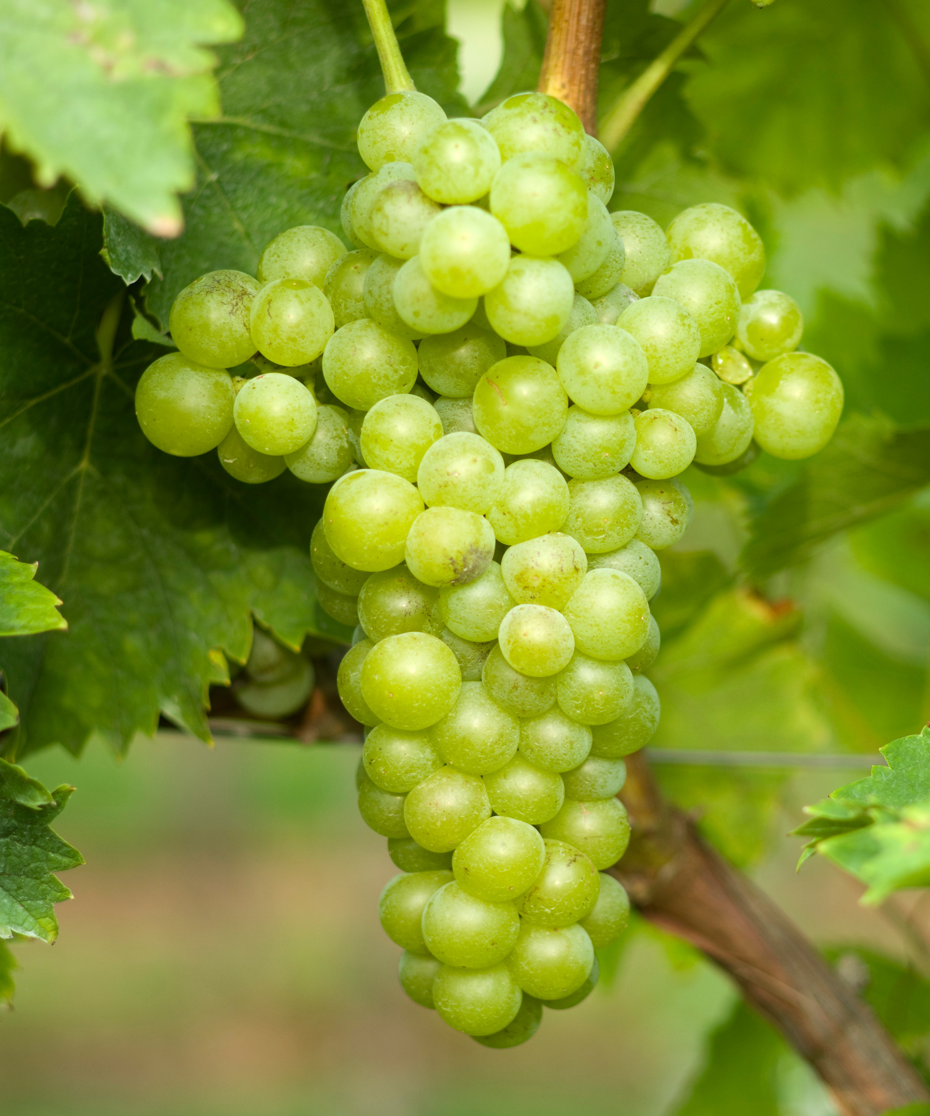 Muscat Blanc | Amberg Grapevines