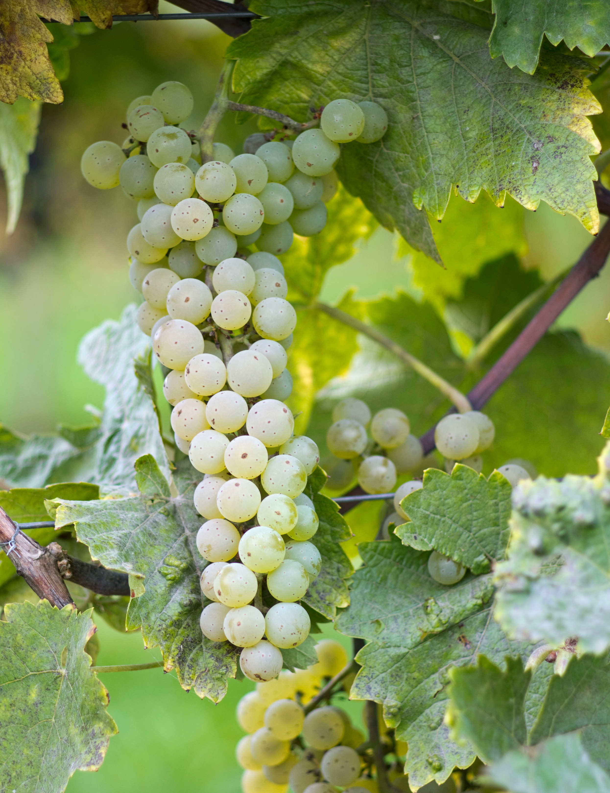 Vidal Blanc | Amberg Grapevines