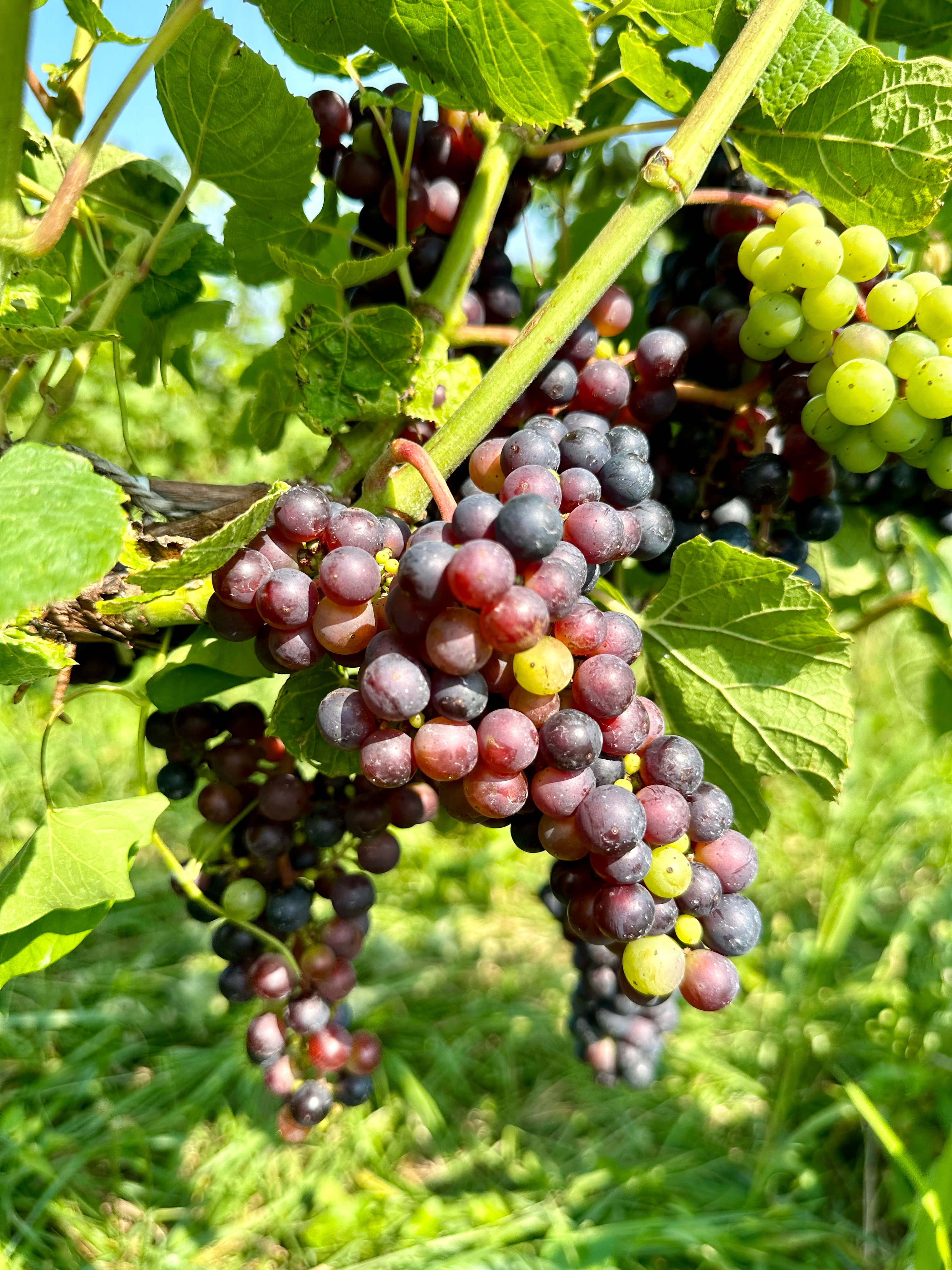 Arandell | Amberg Grapevines