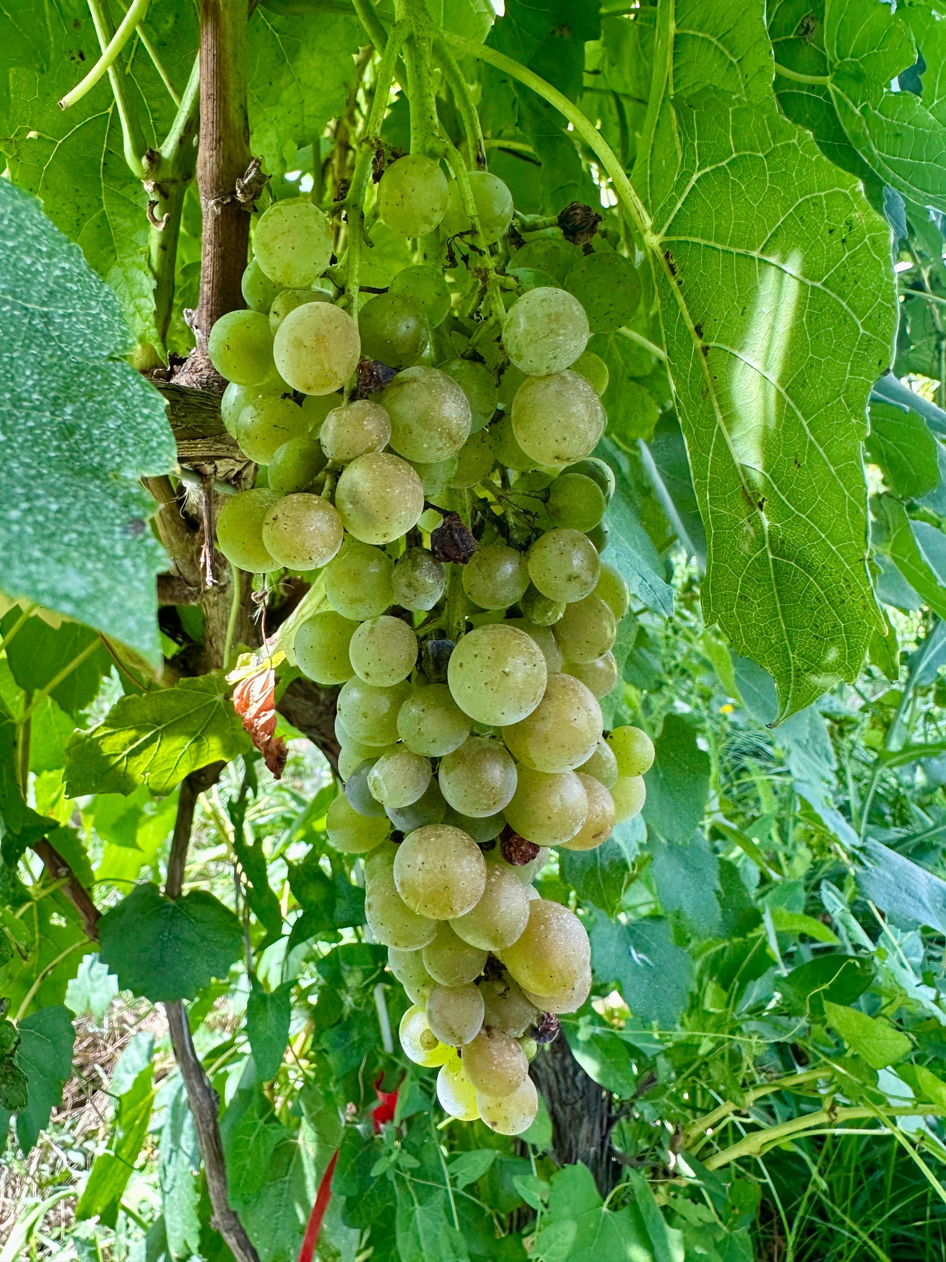 Aromella | Amberg Grapevines