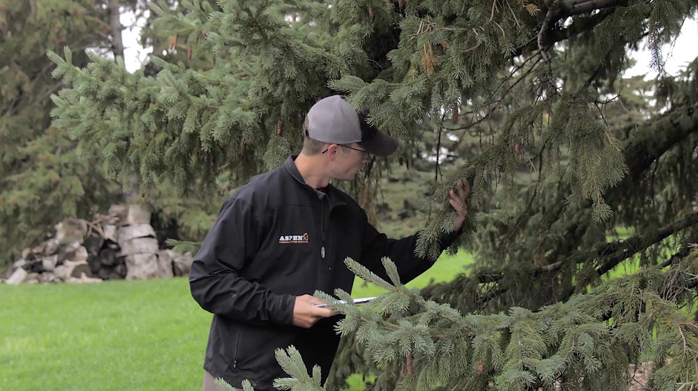 Reasons to Hire an ISA-Board Certified Master Arborist
