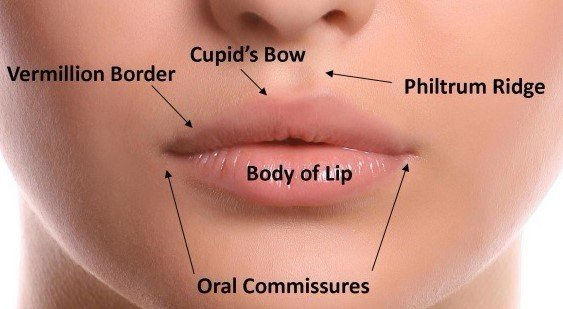 The philtrum - what is its use?