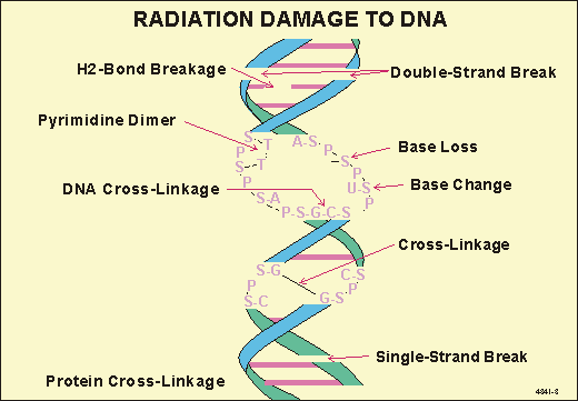 Physical Mutagens: Ionizing Radiation