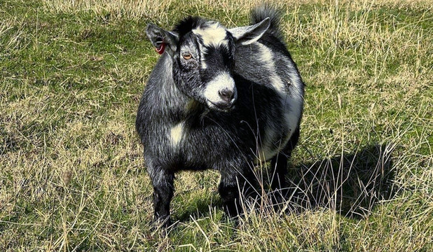 PYGMY GOATS AUSTRALIA | Pygmy Goat Breeders | AGB Inc