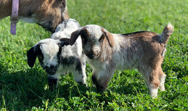 AUSTRALIAN MINIATURE GOATS | Mini Goat Breeders | AGB Inc