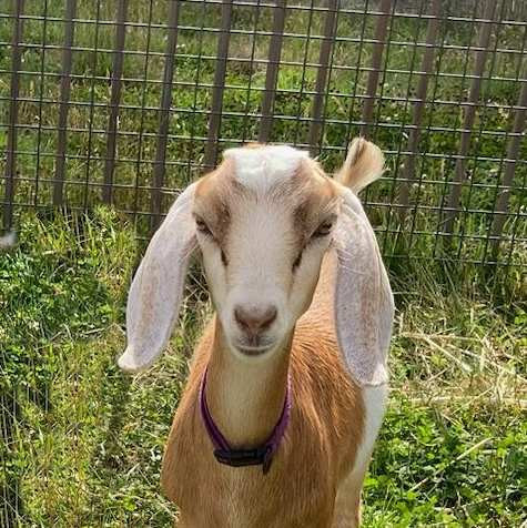 MINI NUBIAN GOATS | Australian Goat Breeders Inc