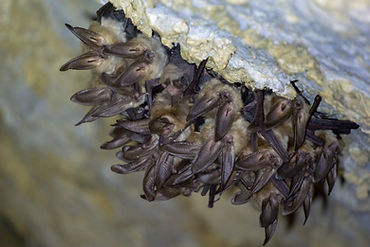 Nevada Bat Working Group | PacWest Bat Hub