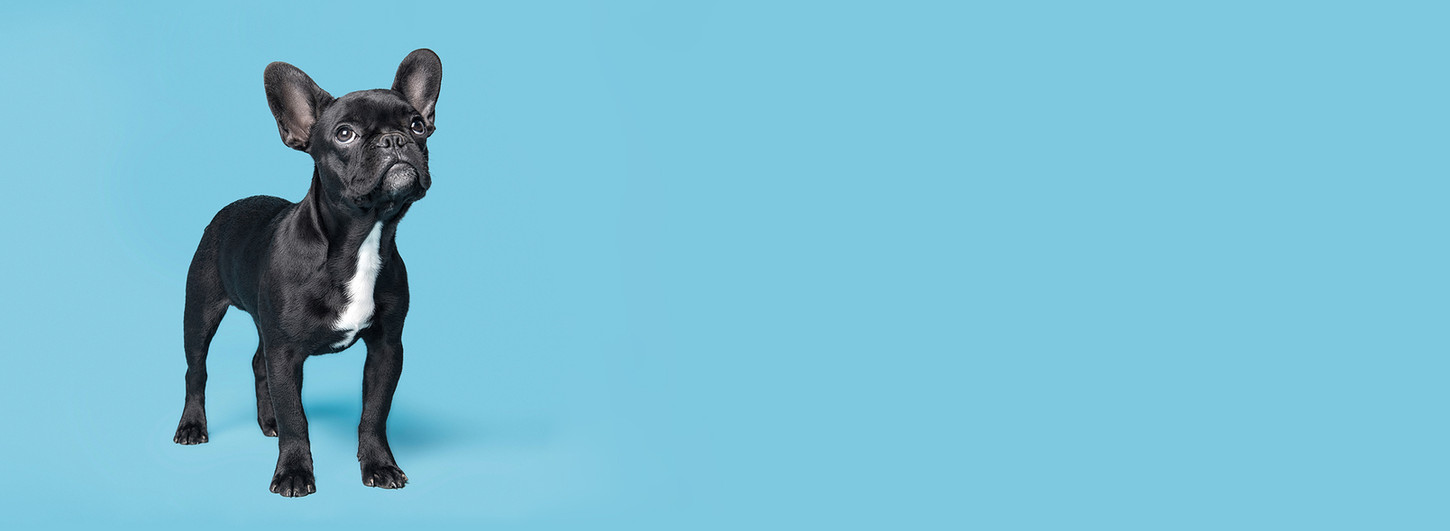 Positive Dog Training | Unleashed Joy Dog Training | Maryland