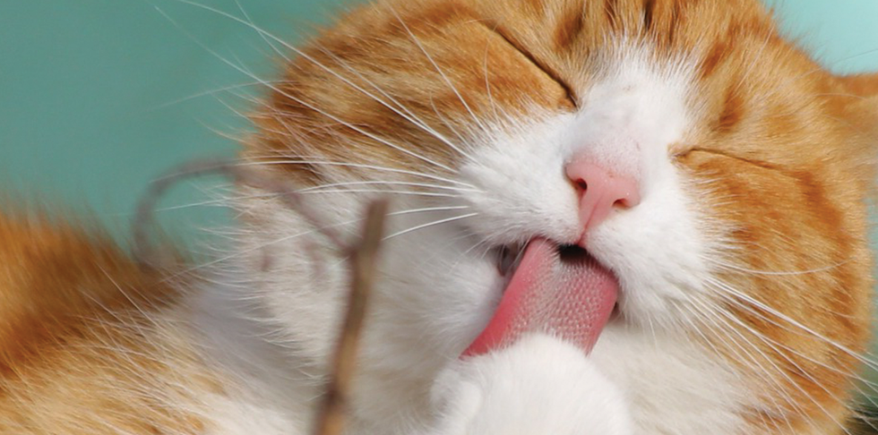 Veterinarian | NorthPointe Animal Hospital | Fresno