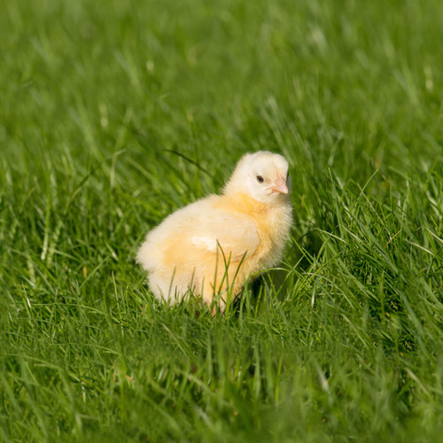 Bébé poussin | Bloup!