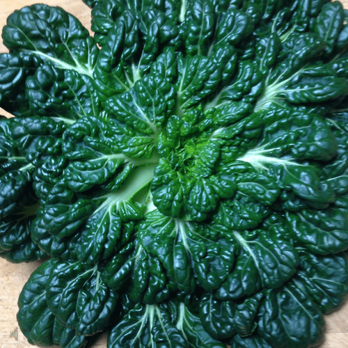 Pak Choi Tatsoi Seeds 'Green Coin' ORGANIC | Ethical Organic Seed