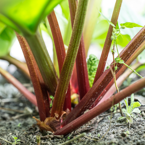 Rhubarb Seeds "Victoria" Organic | Ethical Organic Seed