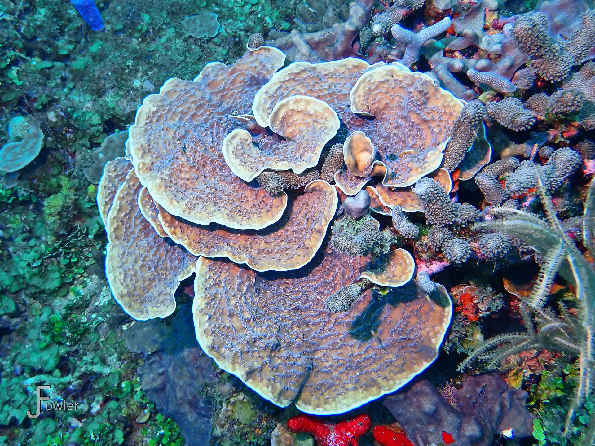 Plate Corals | Roatan Reef Guide
