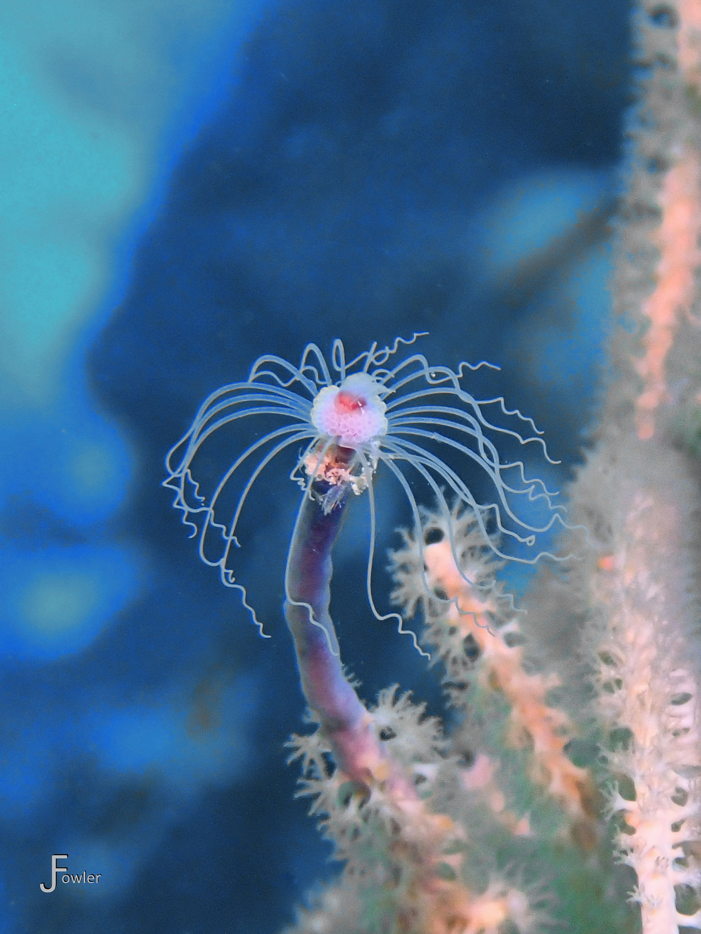 Hydroids | Roatan Reef Guide