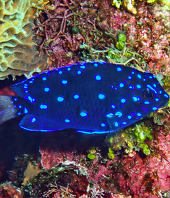 Gallery | Roatan Reef Guide