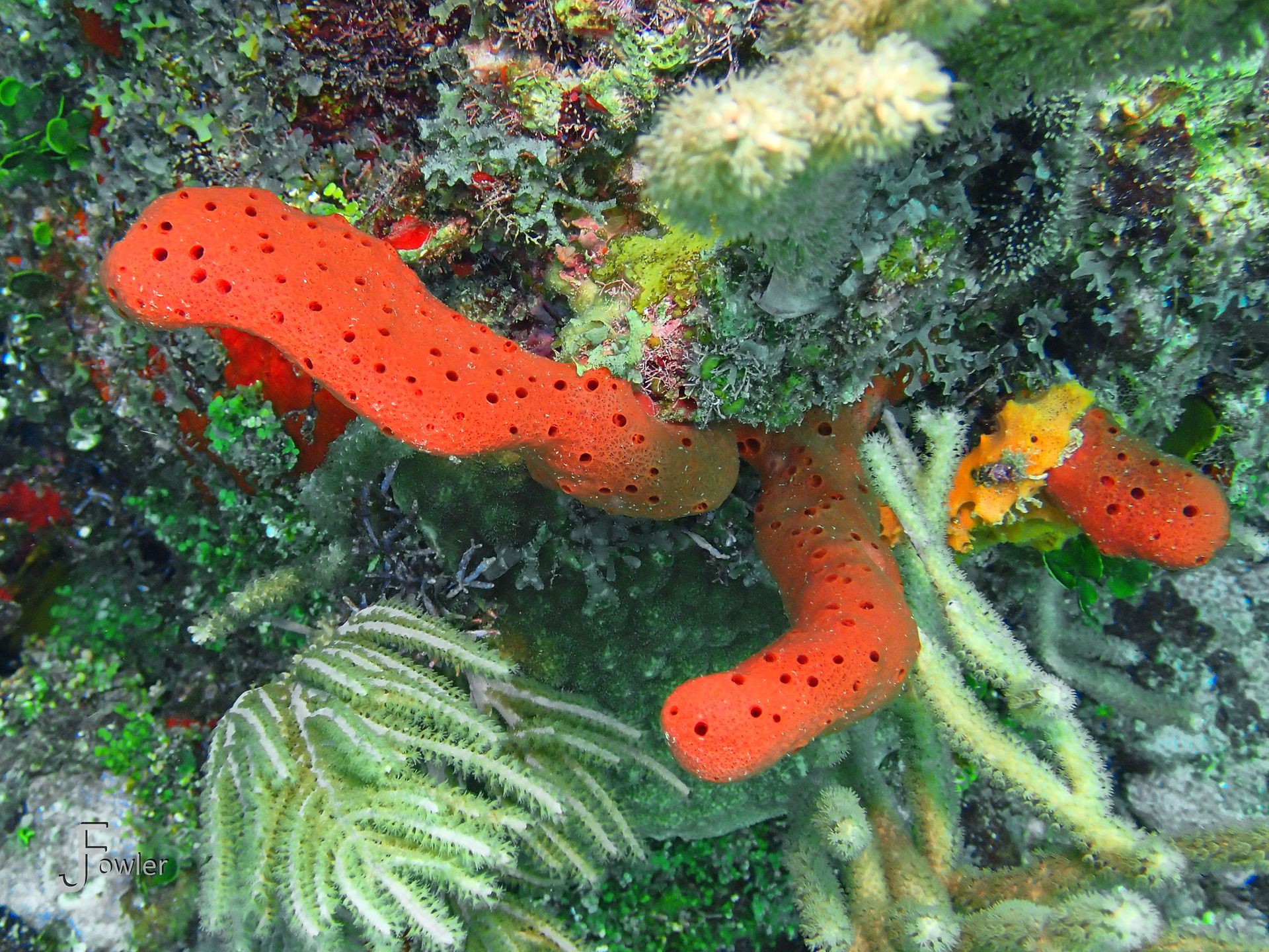 Rope Sponges | Roatan Reef Guide