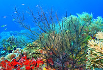 Hydroids | Roatan Reef Guide