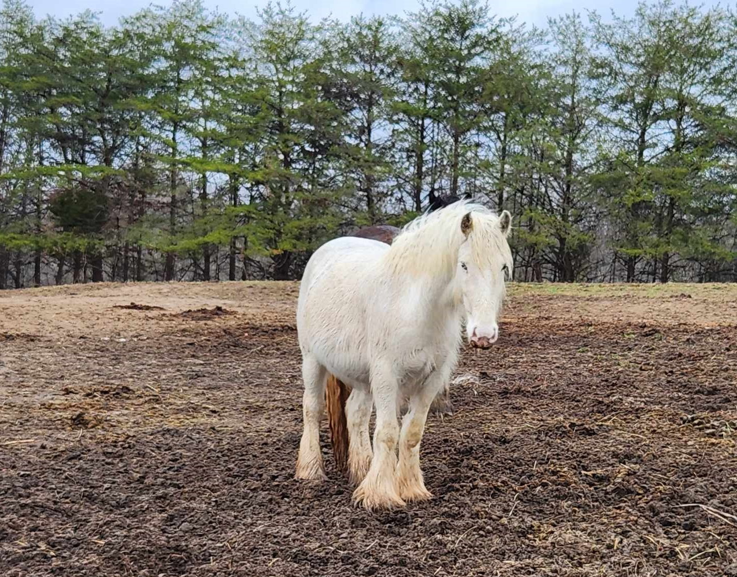 Jules Monet Albina of Horsefeathers Farm | My Site