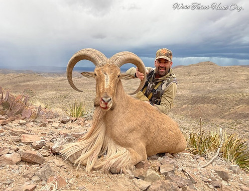 Aoudad Hunts | West Texas Hunt Organization