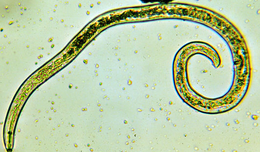 nematodes thirsty