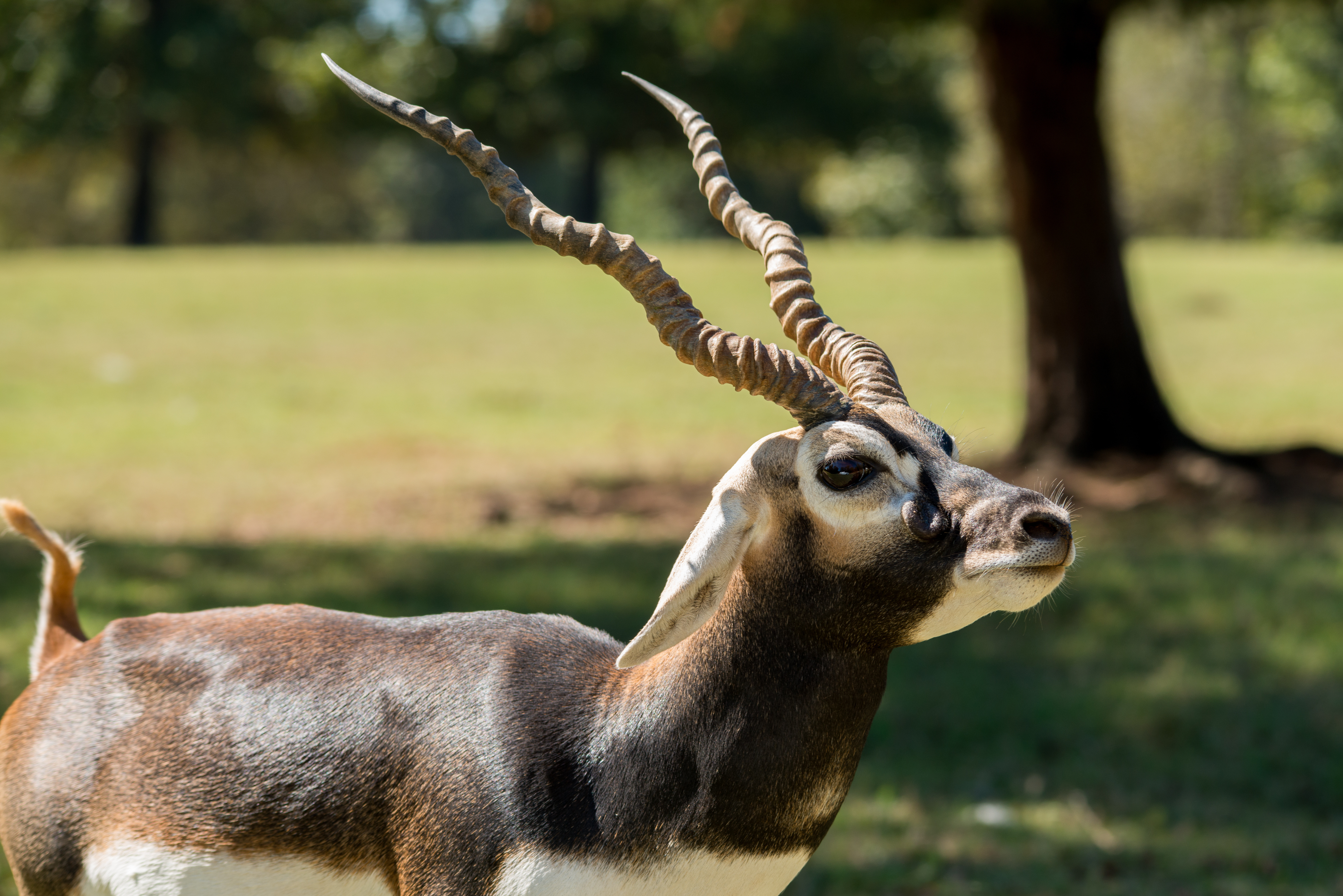 Blackbuck | 6m Ranch