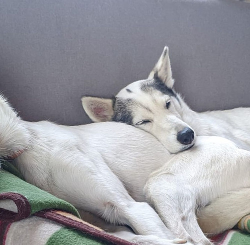 Sponsor a Retired Dog! | Rerun Kennel