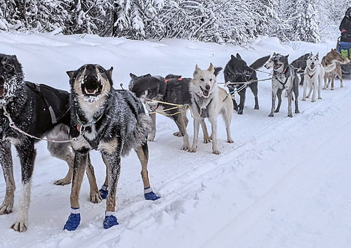 Sponsor a Recreational Dog! | Rerun Kennel