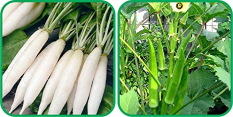 Radish & Lady finger combo | My Site