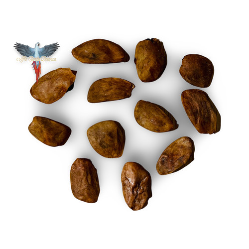 Hunteria Umbellata Seed - Abere | Sacred Seed for Spiritual Work & Healing