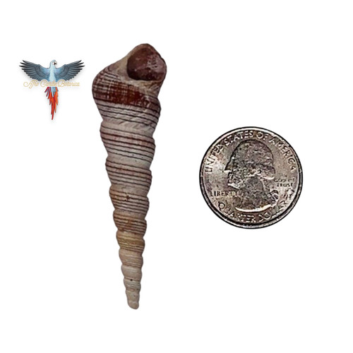 Striped Spiral Cone Shell - Ritual Elegance | Afro Caribe Botanica