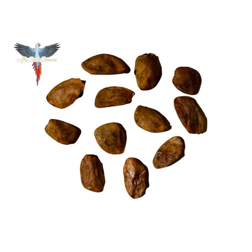 Hunteria Umbellata Seed - Abere | Afro Caribe Botanicahttps://static ...